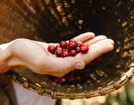 Tydzień z Rwandą - Rwanda Mataba